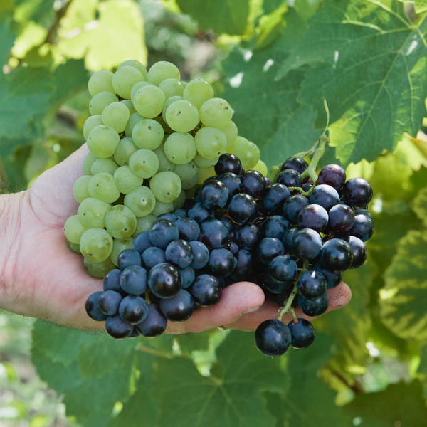 Woolton Wine – Woolton Farm